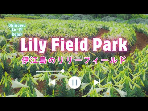 Japan Lo-Fi Relaxing | Surrounded by Flowers at Lily Field Park - YouTube