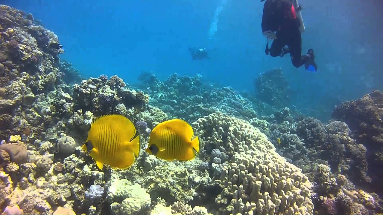 Korallen im Roten Meer Full HD GoPro HD - YouTube