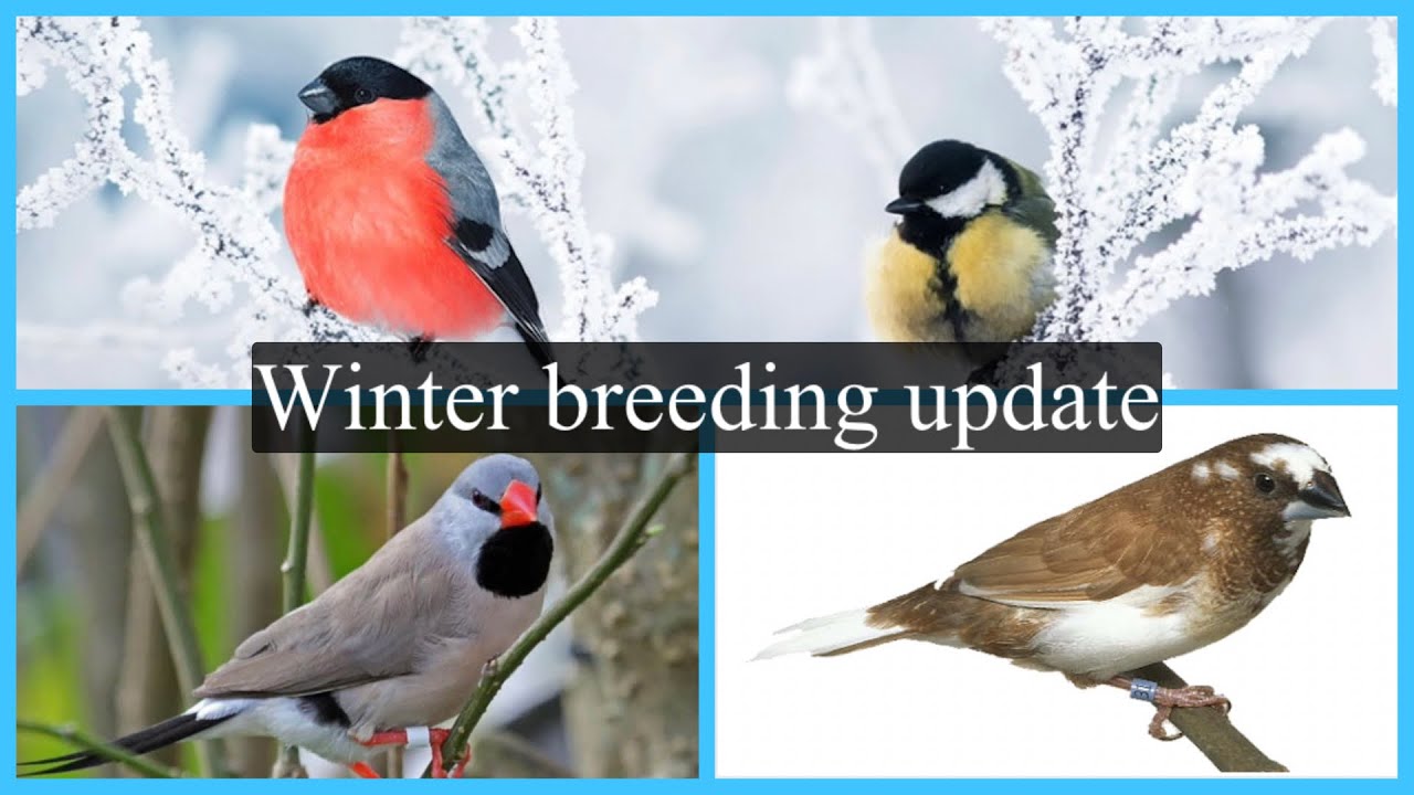 Winter breeding update. Last babies are fledging - YouTube