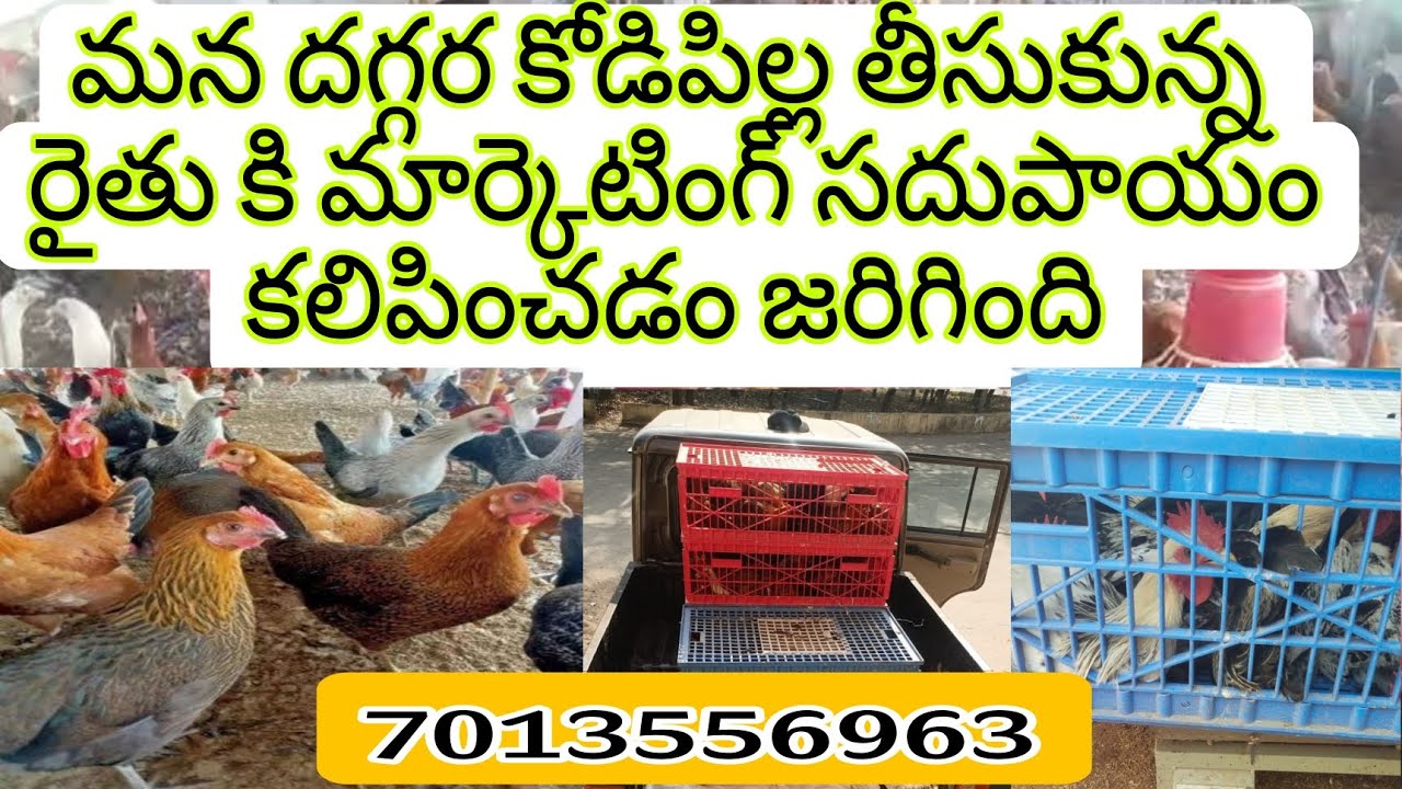Sonali birds lifting process/Sonali birds transport available all ...