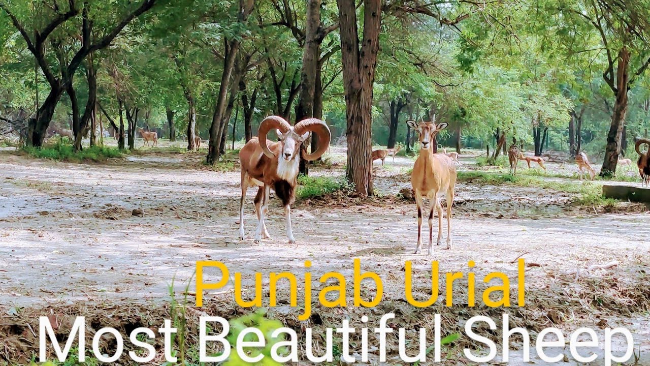 Punjab Urial | Wildlife of Pakistan | World Most Beautiful Sheep | Ovis ...