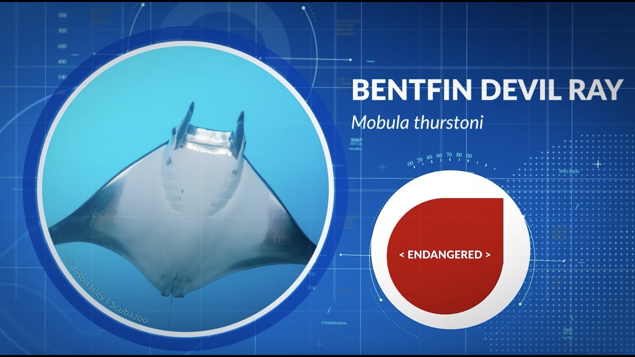 Species Spotlight - Bentfin Devil Ray (Mobula thurstoni) - YouTube
