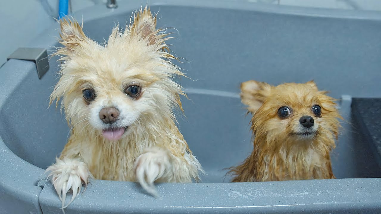 Dogs Enjoying Their Day at Luxury Spa - YouTube