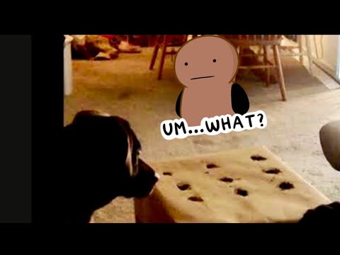 Dog gets mad at game, stops in middle take out her frustration on ...