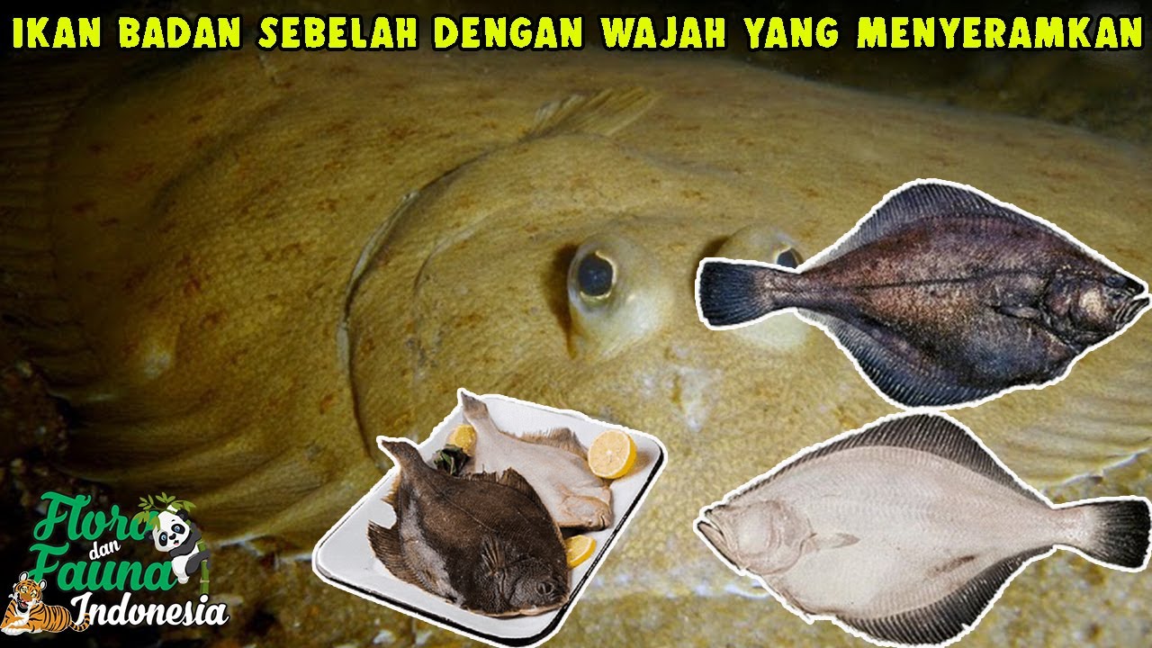 IKAN YANG MEMILIKI TUBUH SEBELAH DENGAN WAJAH YANG MENYERAMKAN NAMUN ...