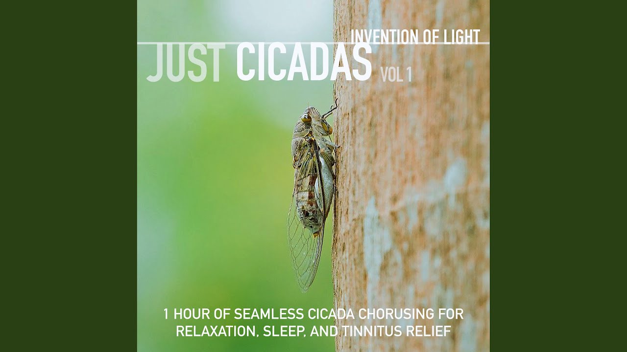 Tinnitus Relief Cicada Sound - YouTube