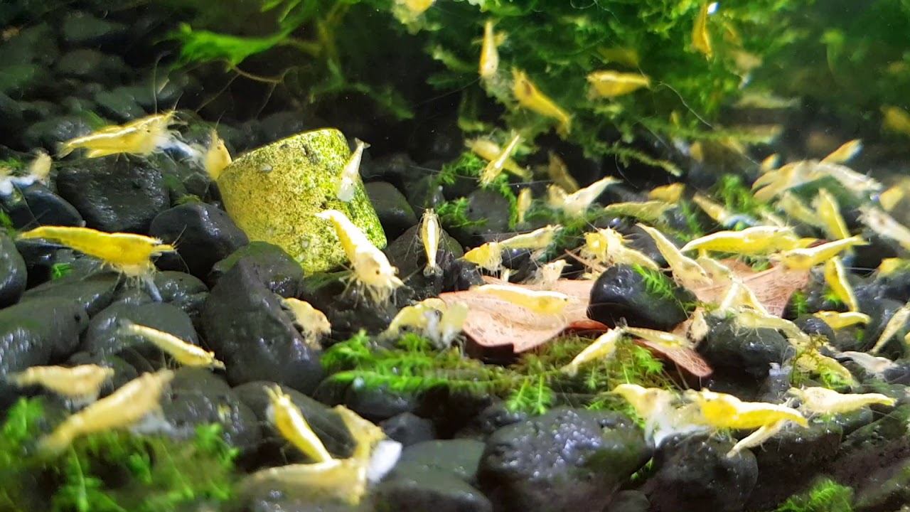 Krewetki Neocardina yellow neon z pasem 😊😘🙂 - YouTube