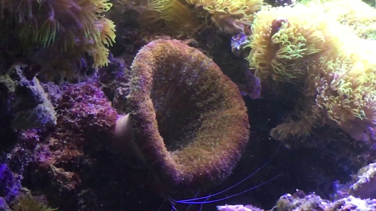 500 Liter Mini Riff stand 9/2018 - YouTube