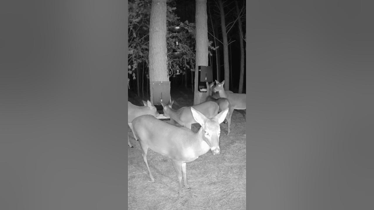 Doe Shoves Friend out of the Way #doe #deer #deerwatching #fight #shove ...