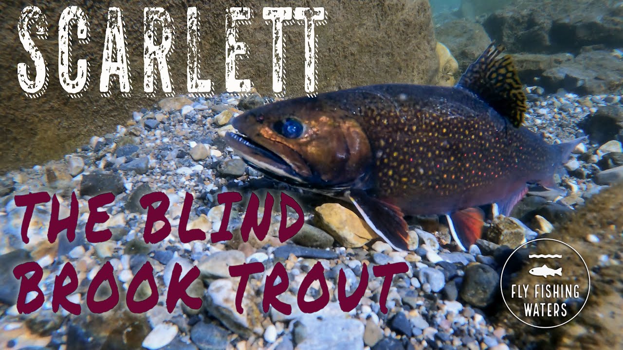 Scarlett, the Blind Brook Trout - Underwater Scenes - YouTube