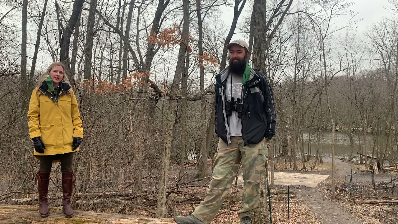 A Chat at LaBagh Woods with Friends of the Forest Preserves - YouTube