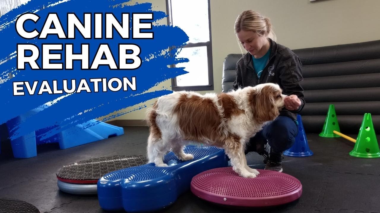 Canine Fitness Exercise and Progress Report | Chiari Malformation in ...