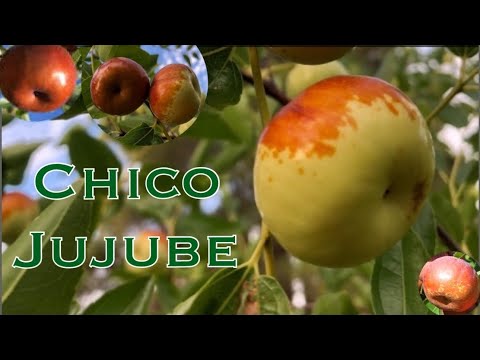 CHICO JUJUBE : Trồng Cây Táo Tàu CHICO Xuống Đất. Thành Viên Mới Cho ...