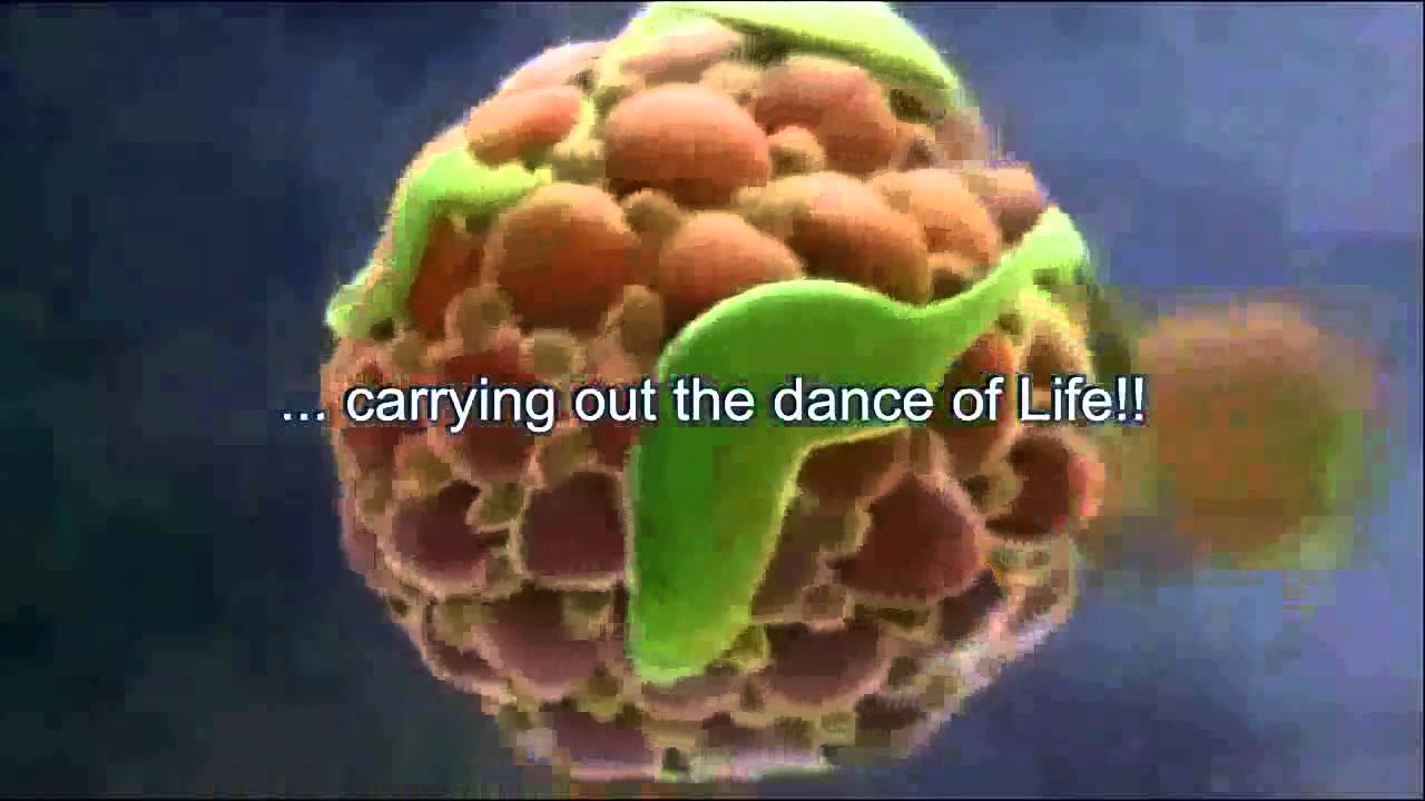 Hydration of Human Cells - Educational Video - YouTube