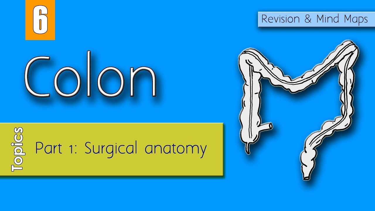 The Colon part 1: Surgical Anatomy (Revision & Mind maps) - YouTube