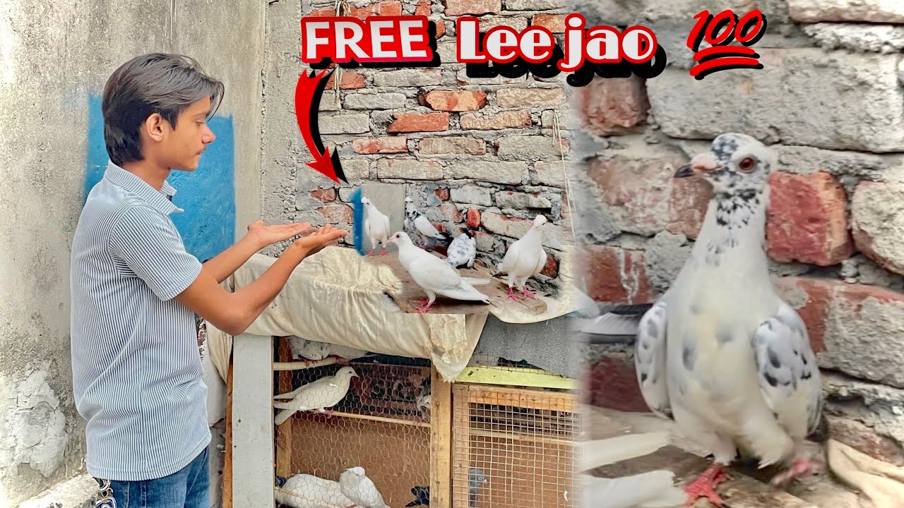 Free mein lee jao 5 kabooter 💯 - YouTube