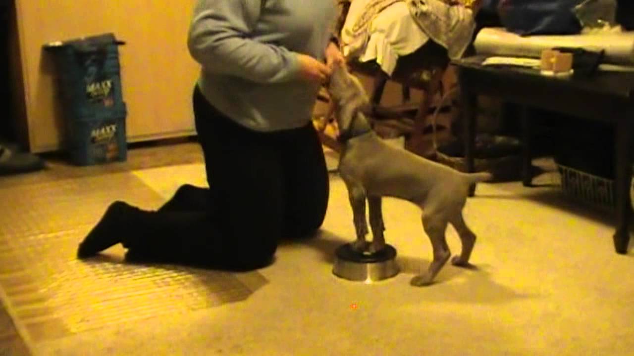 Rizz Pivot Training - YouTube