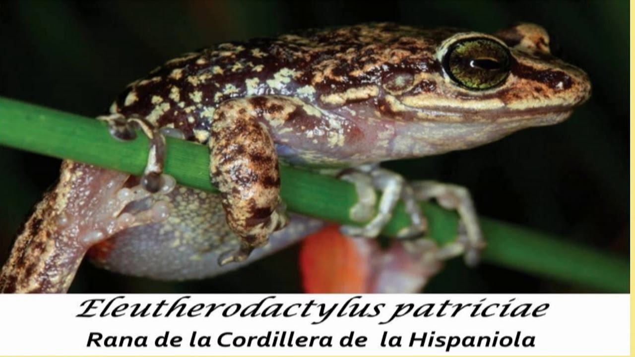 Fauna endémica de República Dominicana - YouTube