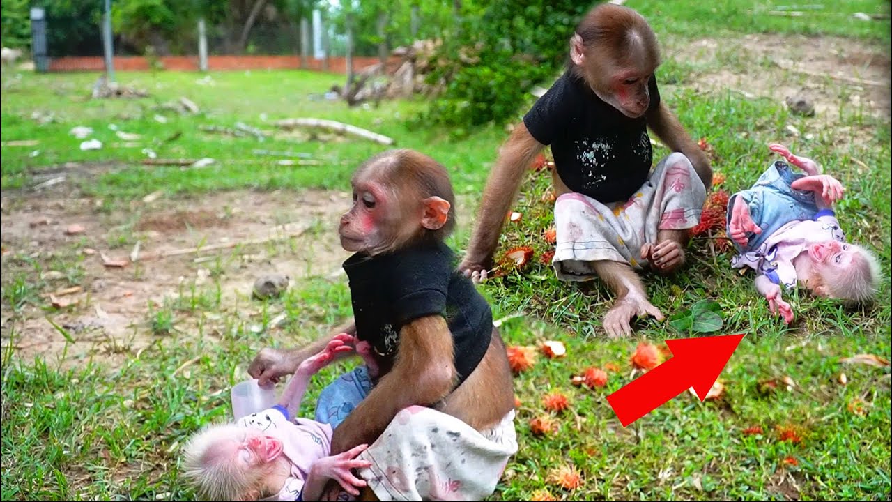 Top CrYing PooR Monkey JOJO Aroy Put Baby Sleep On The Grass YouTube Top CrYing PooR Monkey JOJO Aroy Put Baby Sleep On The Grass YouTube