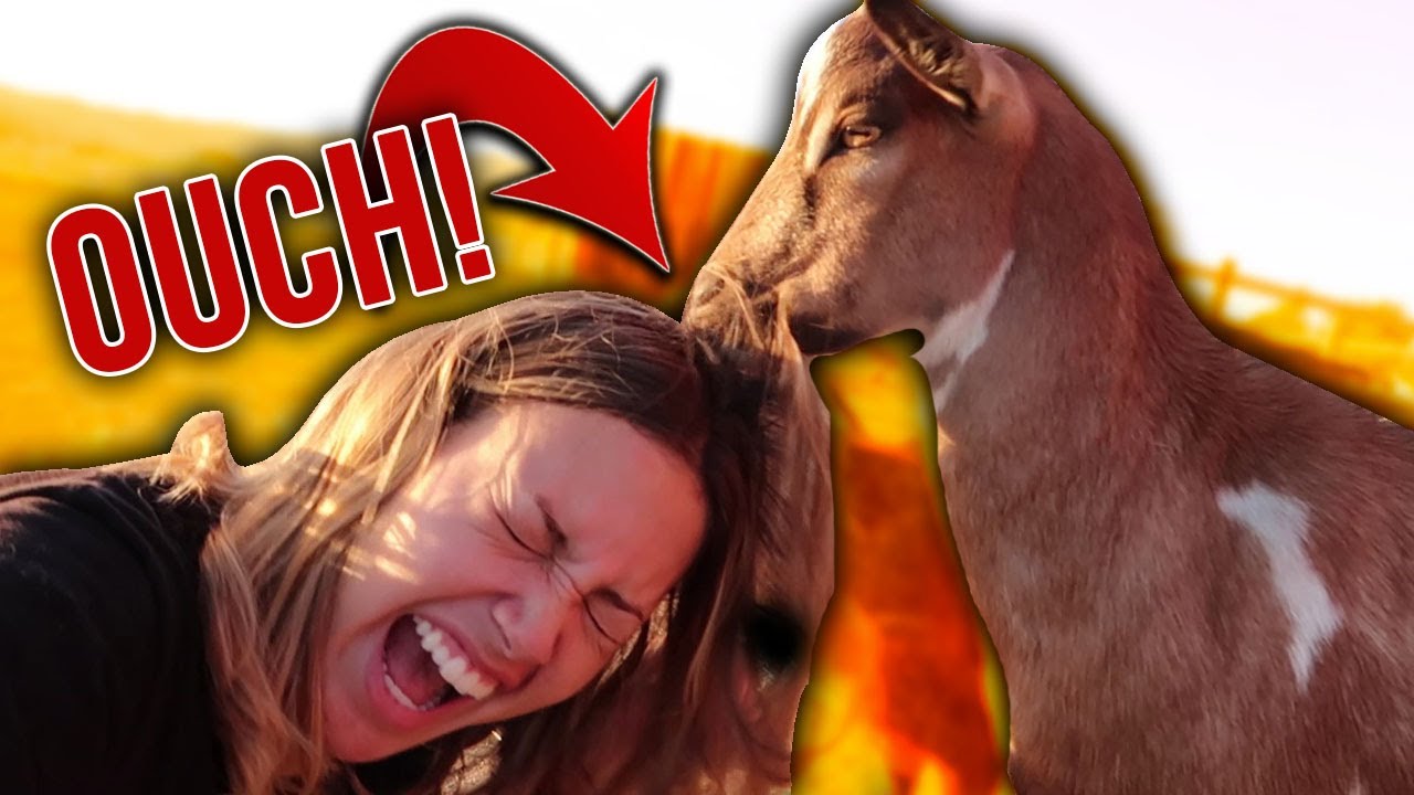 GOAT ATTACK (literally ripped out my hair and ate it) - YouTube