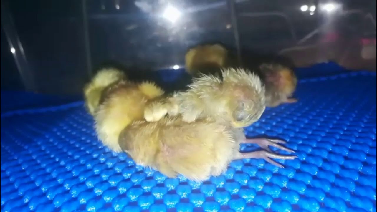 Button Quail hatching moments - YouTube