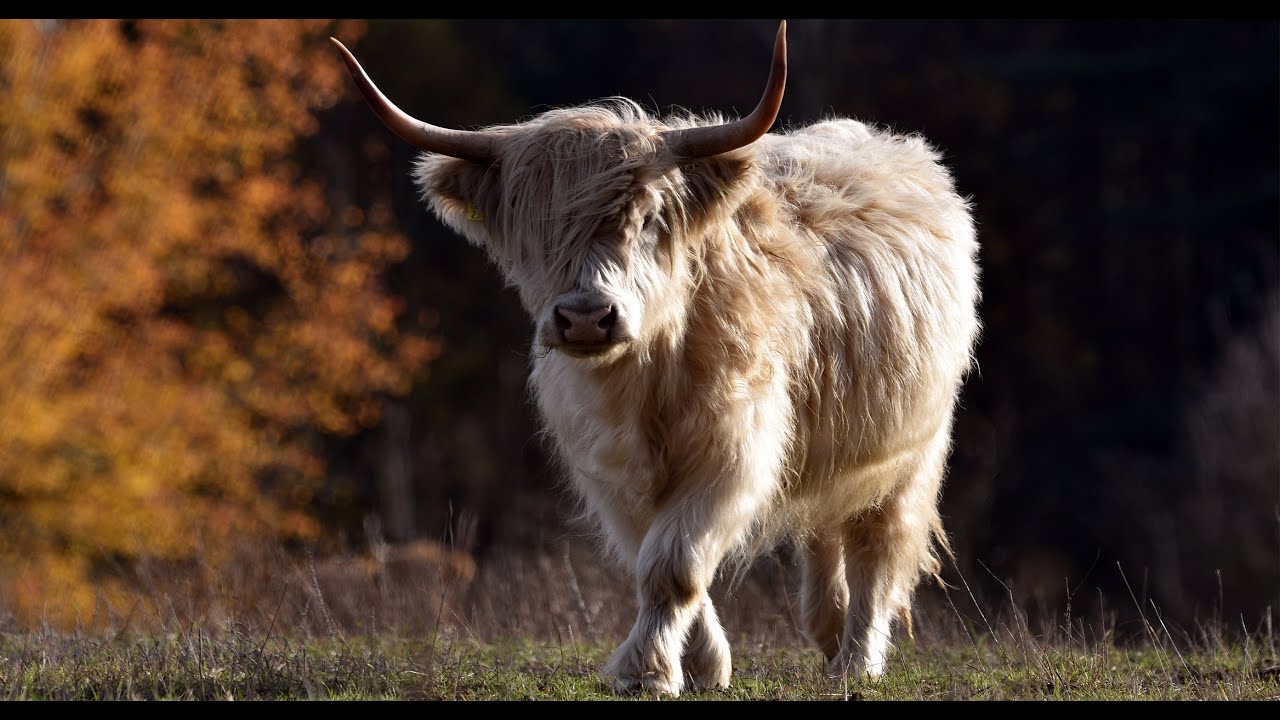 The cattle, cow, ox, calf - photo slideshow - YouTube