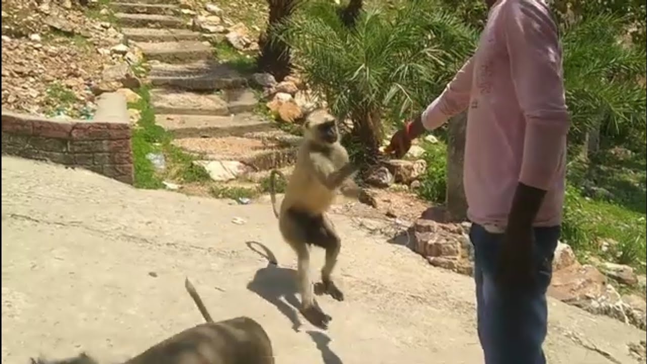 Please give me some food i am hungry😣 // Langoor hungry video - YouTube