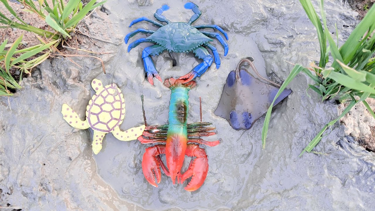 Find and Clean Sea Animals, Crabs, Gecko, Sea Fish, Octopus, Squid ...