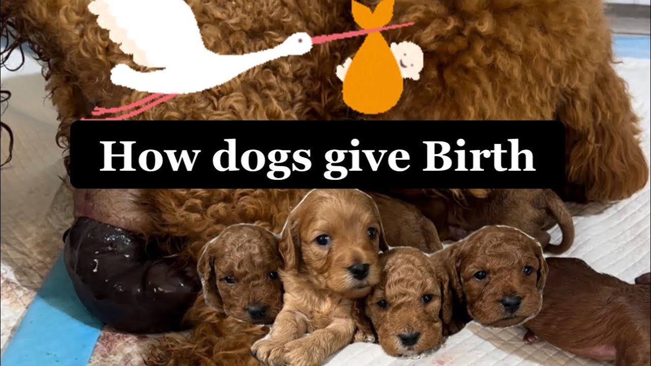 Mini goldendoodles giving birth to her puppies - YouTube