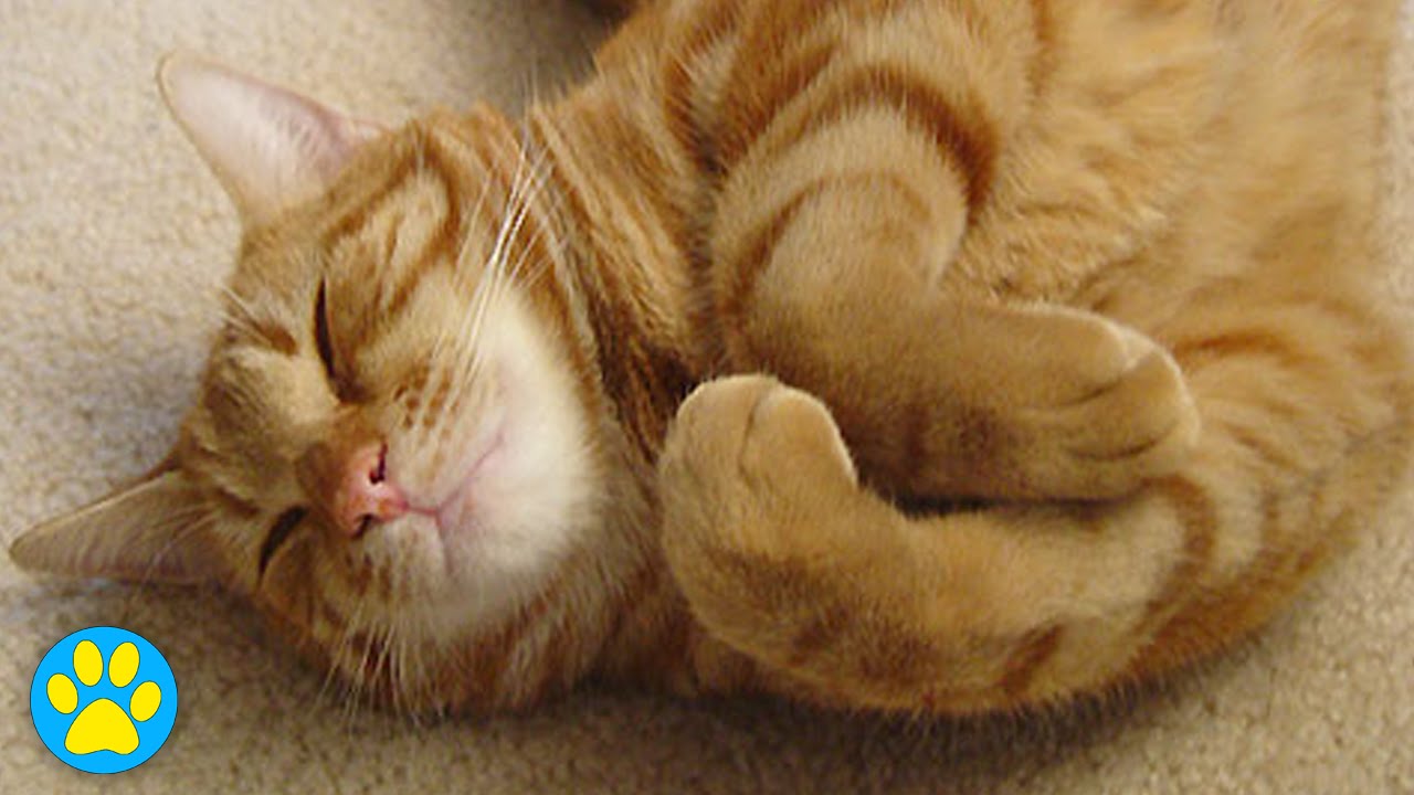 Funny Sleeping Cat Compilation - YouTube