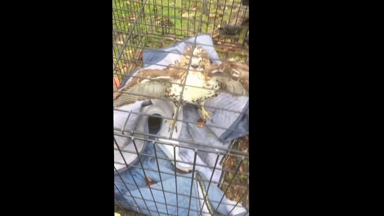 Hawk tries to grab chicken. Gets captured by hand and released. - YouTube