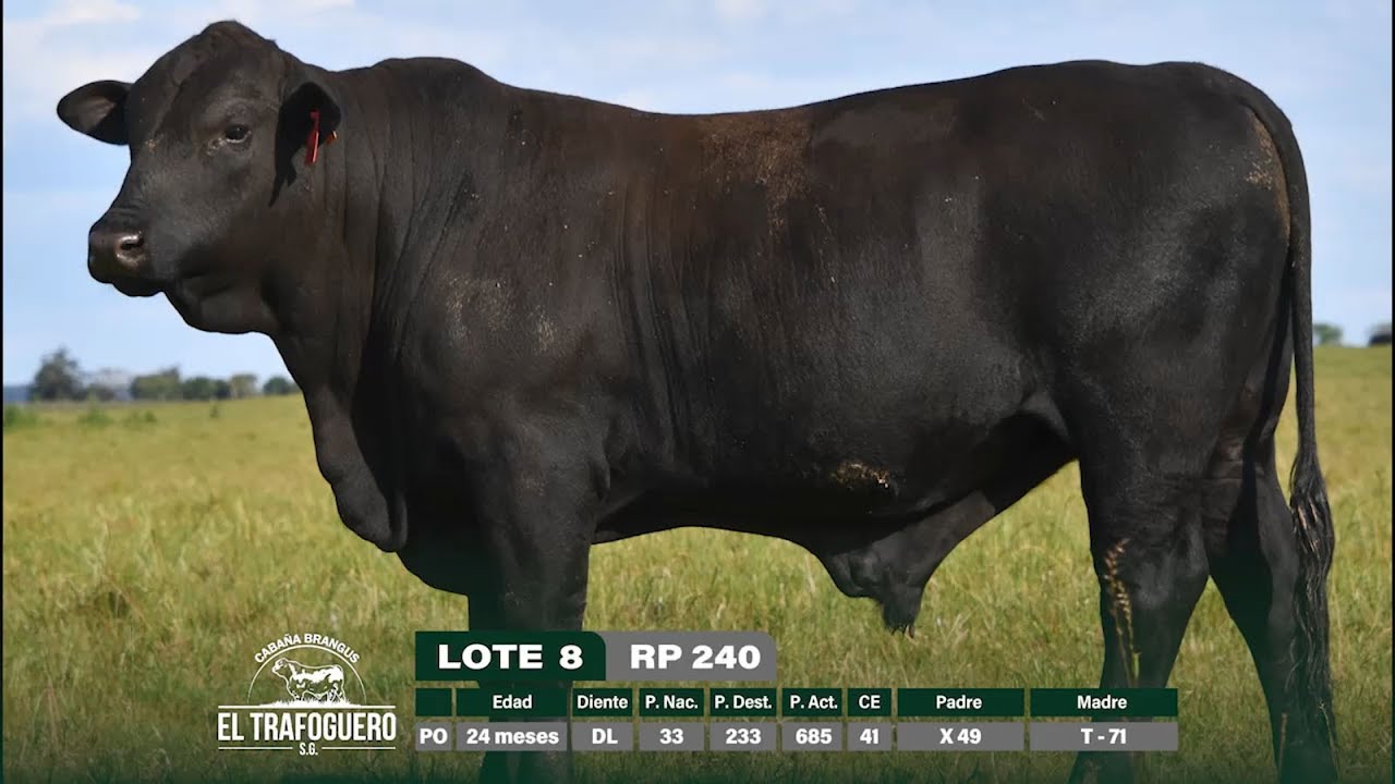 Lote 8 Rp240 - YouTube