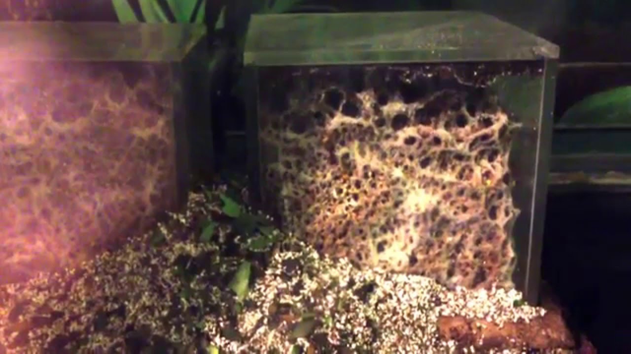 Ants at the natural history museum - YouTube