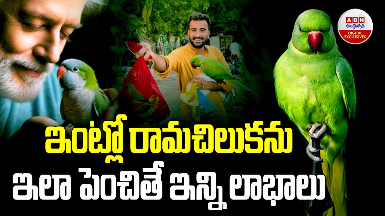ఇంట్లో రామచిలుకను..ఇలా పెంచితే ఇన్ని లాభాలు | Benefits To Raise Rama ...