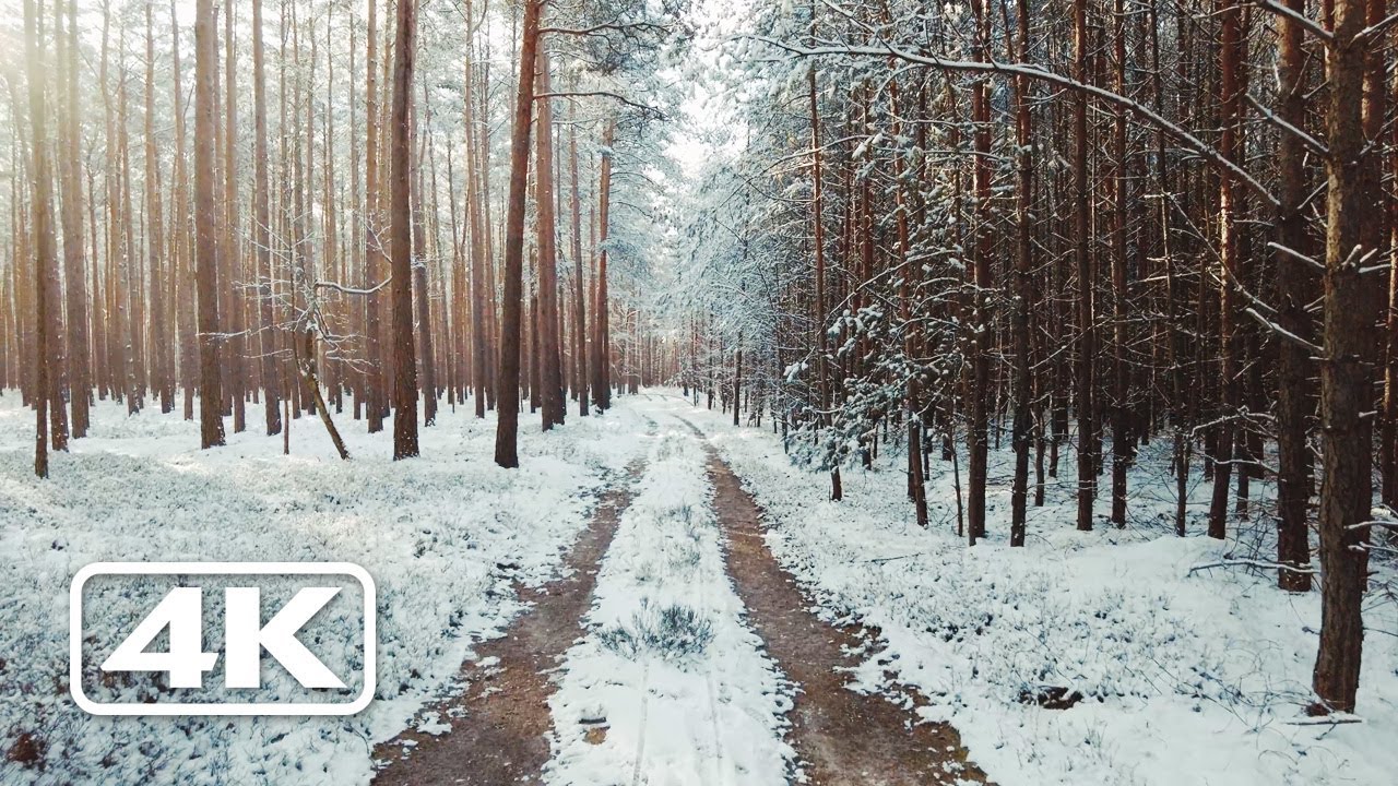 Virtual Winter Walk - Crunching Snow Sound | 4K Nature ASMR - YouTube