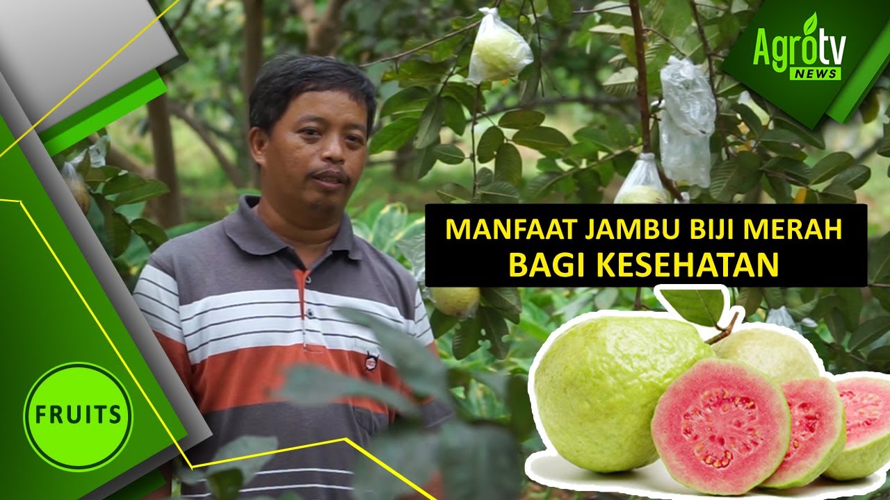 MANFAAT JAMBU BIJI MERAH BAGI KESEHATAN - YouTube