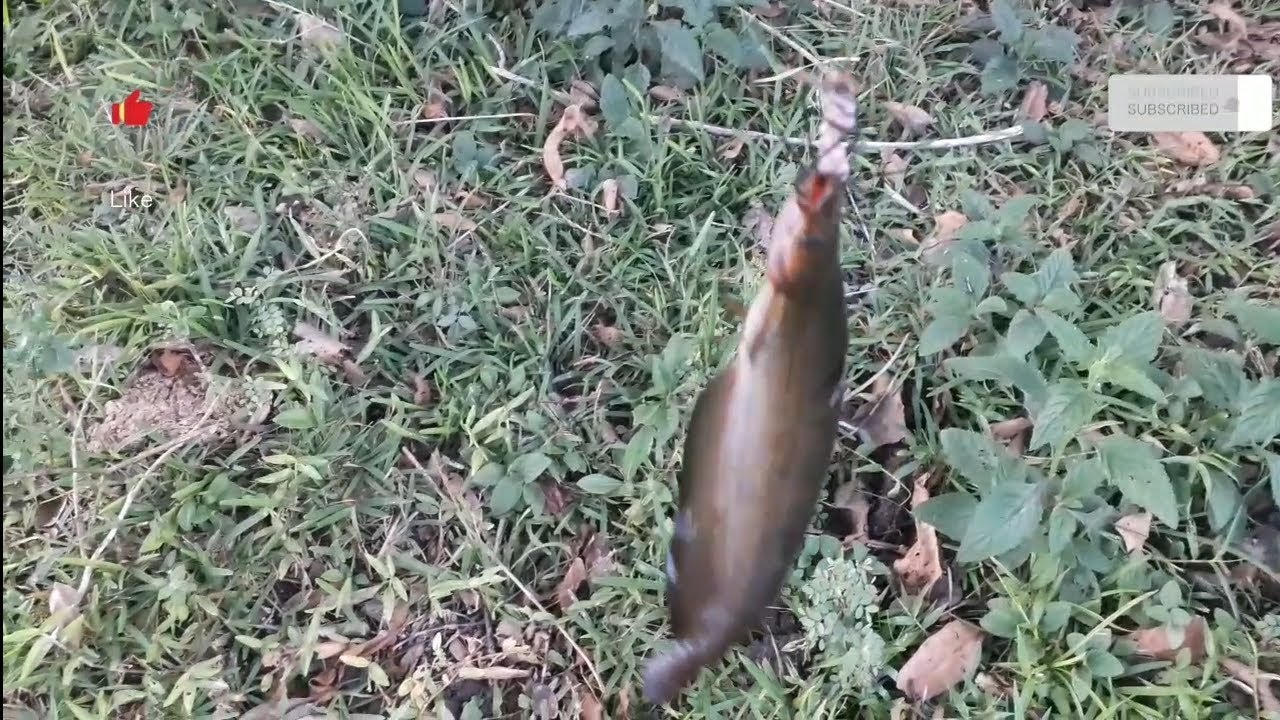 Hunga fishing video 🐠🐟🎣 fishing video | srilanka fishing video🐟 # ...