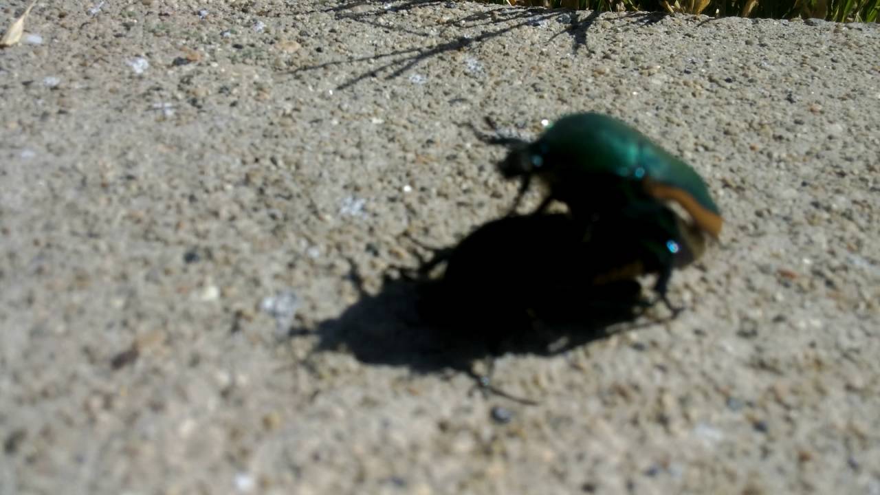 June Bugs mating (with 70s porno music) - YouTube