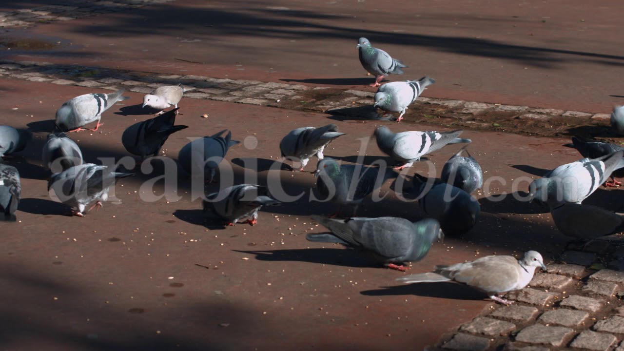 Marrakesh Jamaa lefna 20 - YouTube