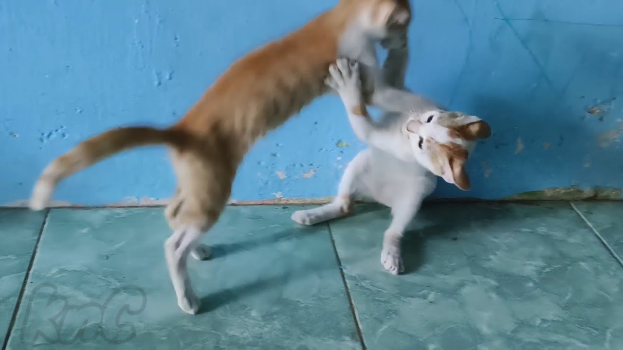 Cute White Cat and Funny Yellow Cat Brothers Playing Fun F1ght1ng ...