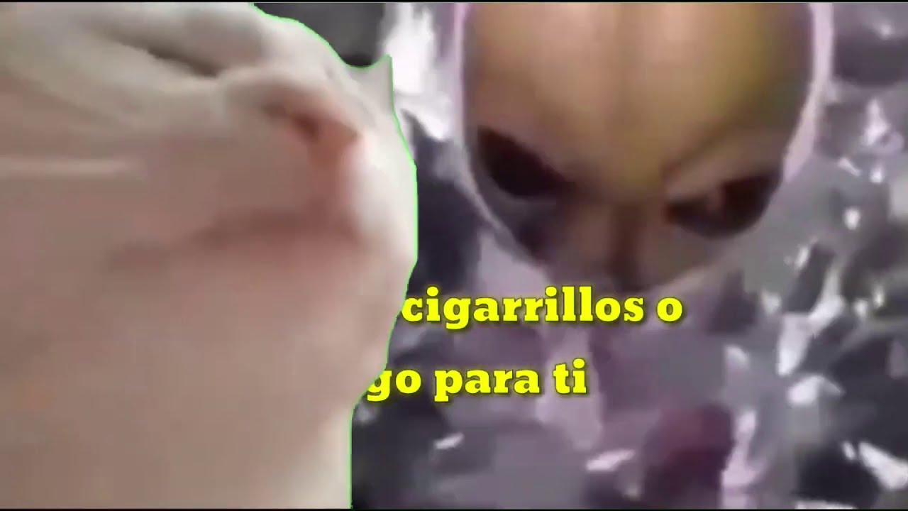 Cat Vibing to Patlamaya Devam - Kandre Joe (Lyrics-Letra Español) Alien ...