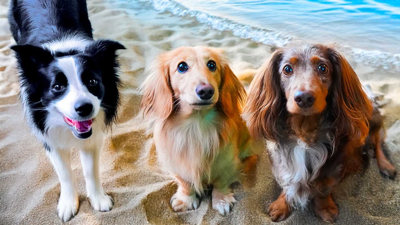 Zwemmen Met Zusje Van Ollie En Moos! - YouTube