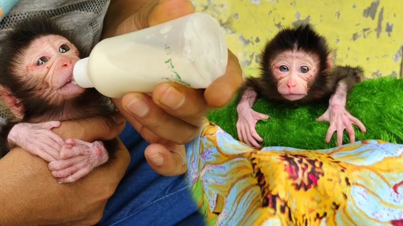 Newborn baby monkeys become spoiled, only wanting to drink their milk in their father's arms ...