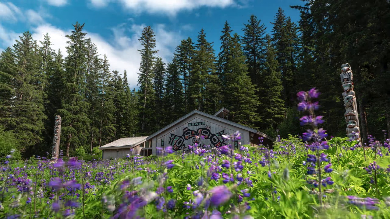 Lupines in Bloom at the Huna Tribal House, Glacier Bay Alaska - YouTube