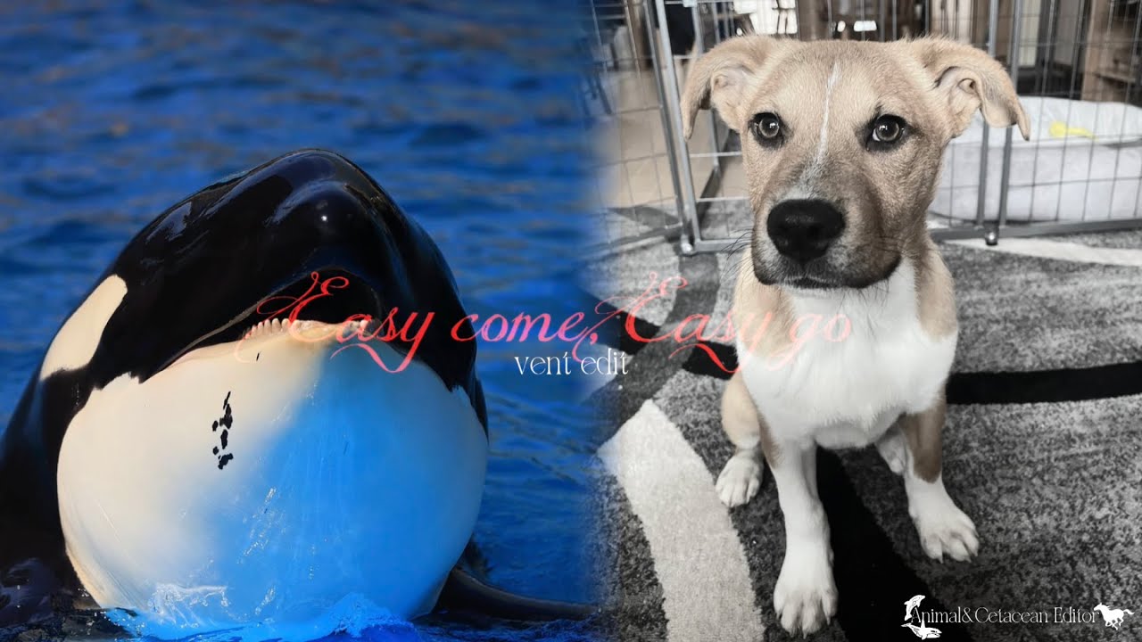 Easy Come, Easy Go :: Vent Edit - YouTube