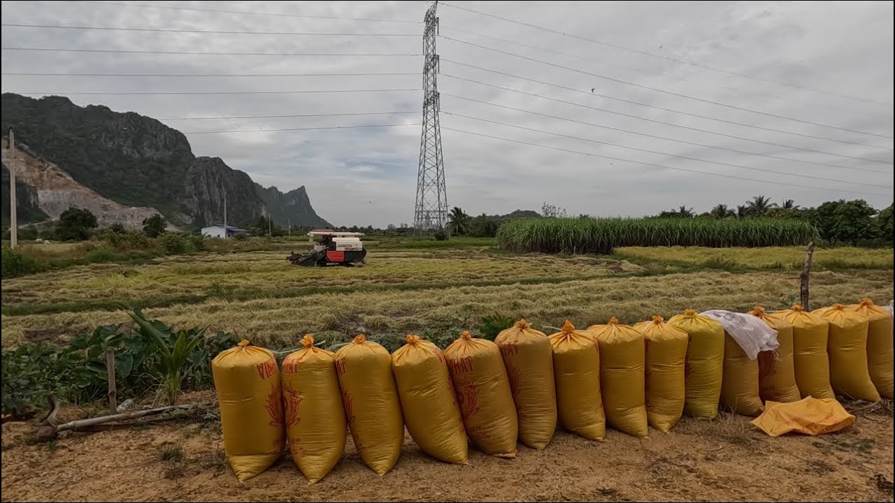 Rice Near Mountain Village || Real La Ang Village Life || Most Peaceful ...
