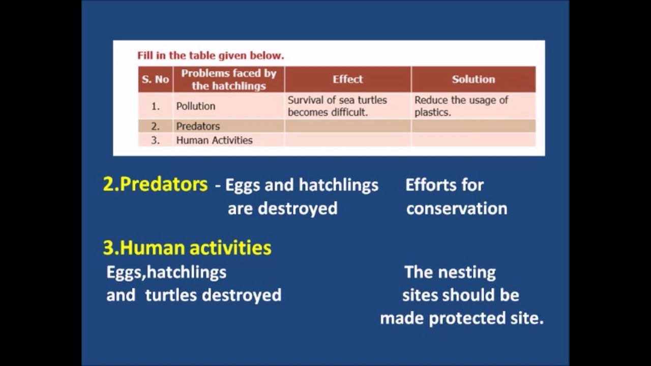 Sea turtles book back | 6-th standard term-1 - YouTube