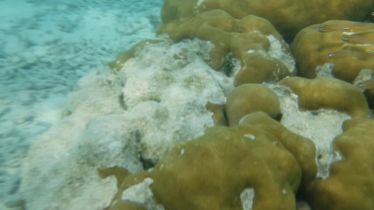 Maldives. . . Under the sea. . . - YouTube