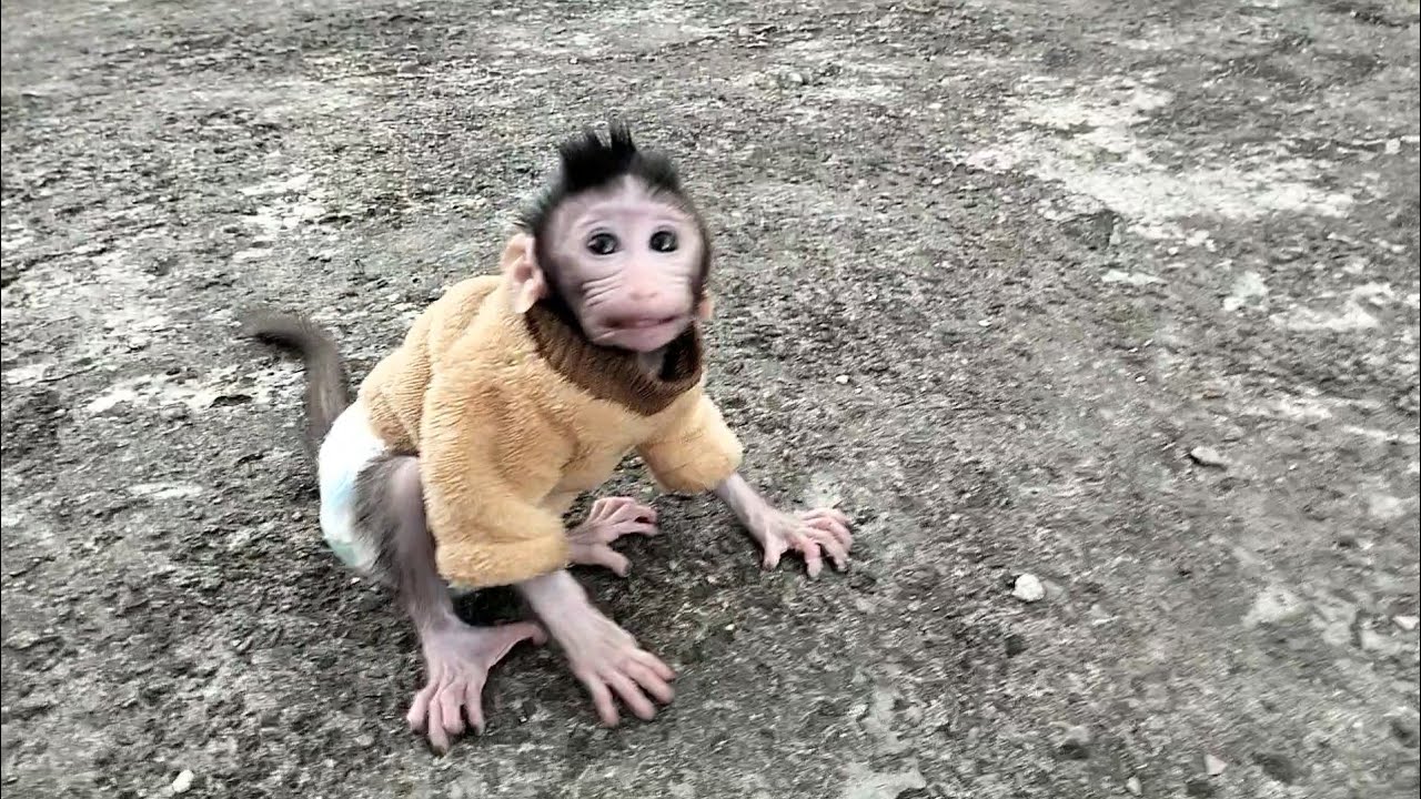 Baby Monkey Angry and Crying. - YouTube