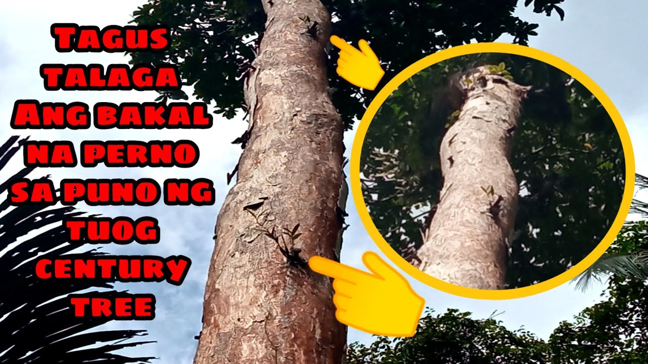 BAKAL NA 7 PERNO TAGUS SA PUNO NG TUOG CENTURY TREE - YouTube